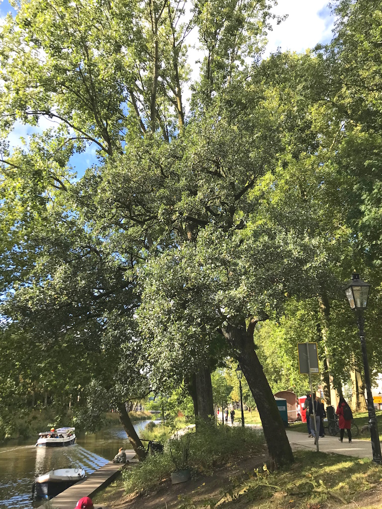 Boomsoorten langs het water in Utrecht: Gewone Peer